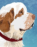 Clumber Spaniel Art | Shop Clumber Spaniel Decor & Gifts - Sara England ...
